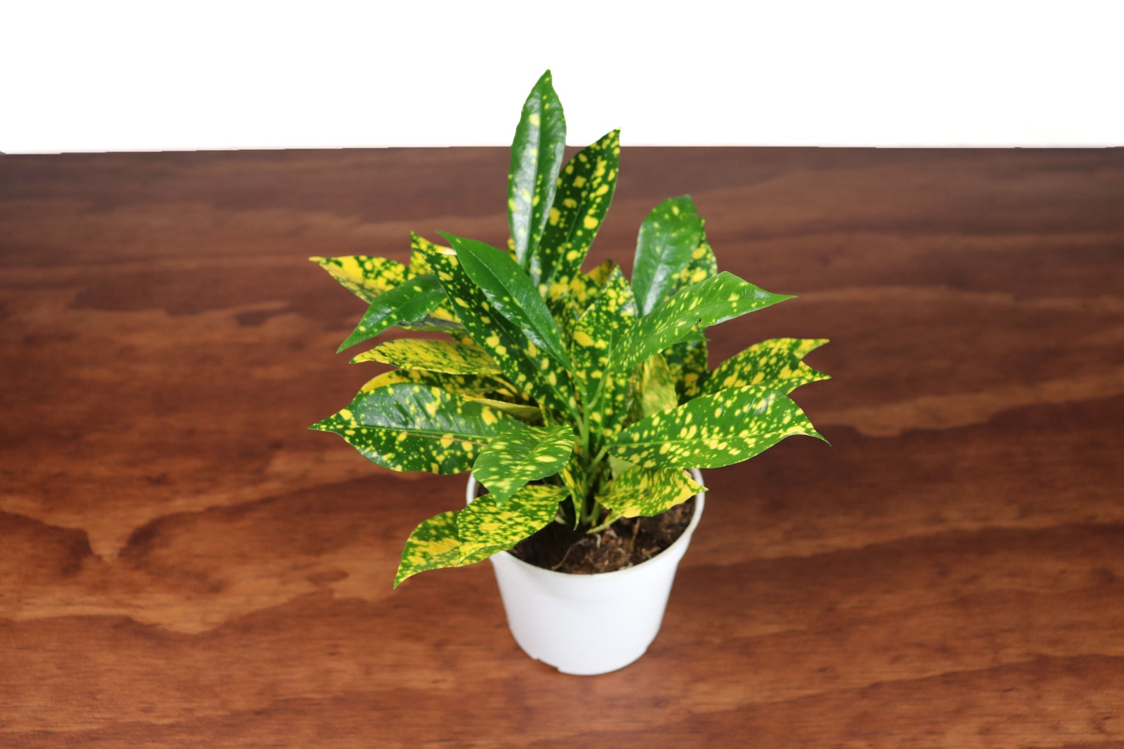 Gold Dust Croton 4'' from Tropical Ambiance | Etsy