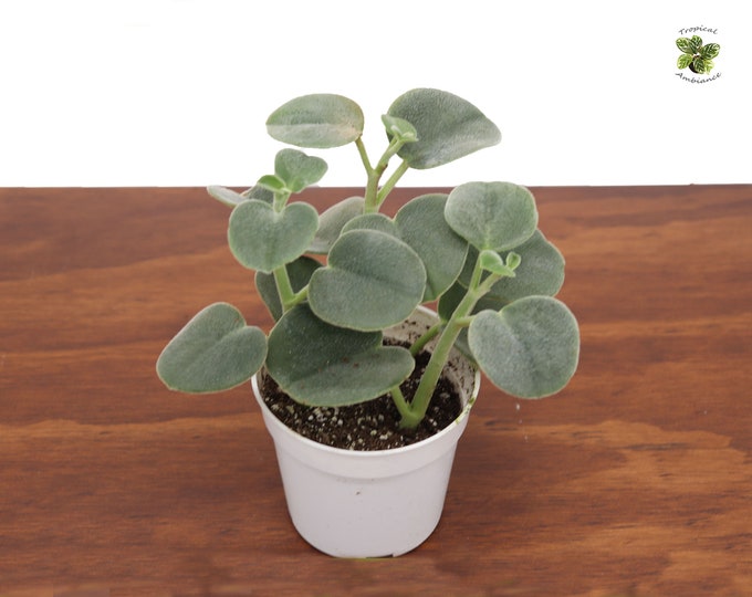 Peperomia Incana Felted Pepperface 3 Pot Grower's Choice - Etsy