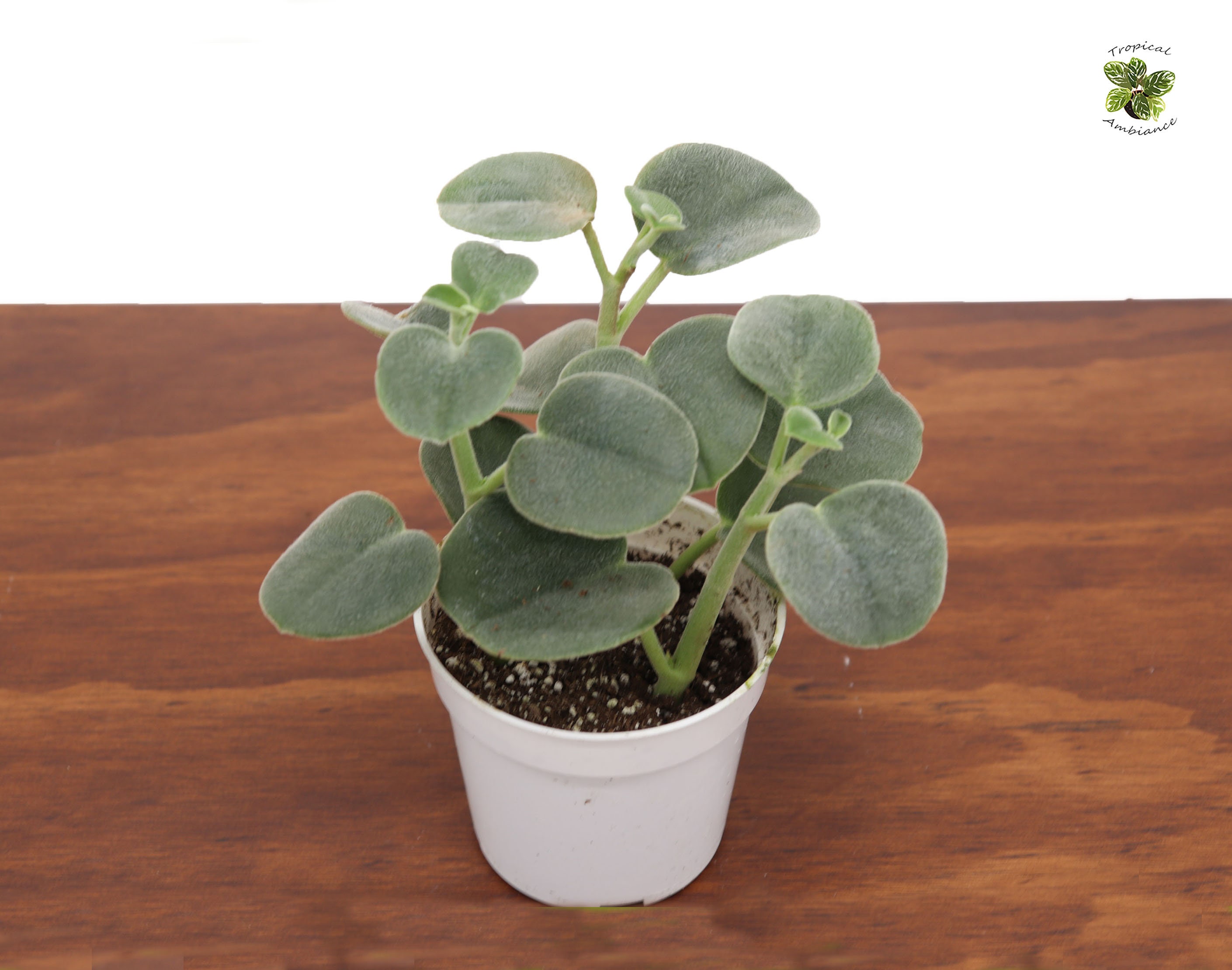 Peperomia Incana 4'' From Tropical Ambiance - Etsy