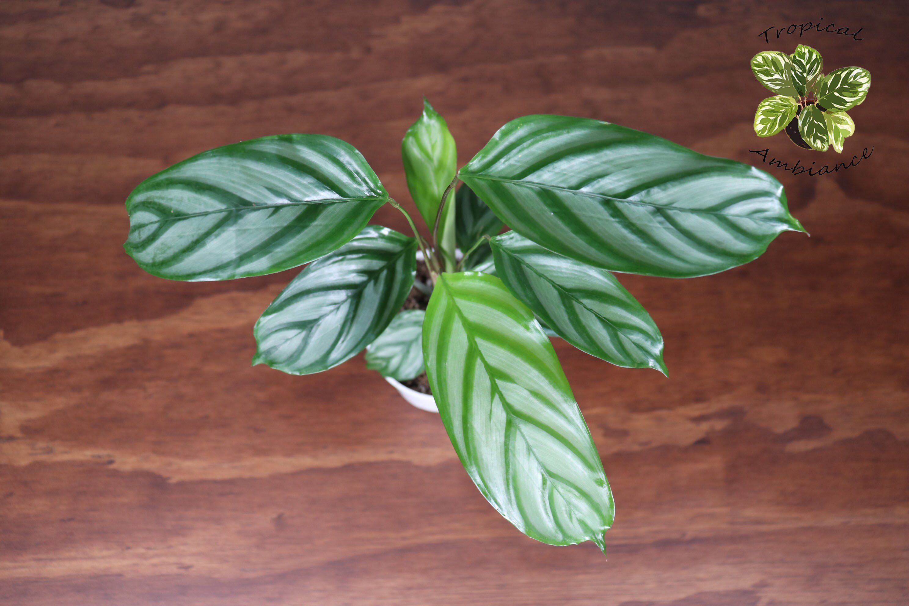 Calathea Ctenanthe Setosa 4\u201d from Tropical Ambiance Outdoor ...
