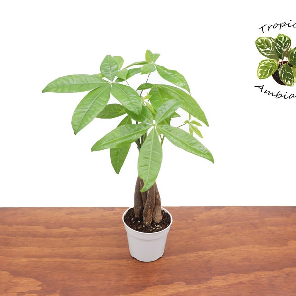 Single Tree - Etsy