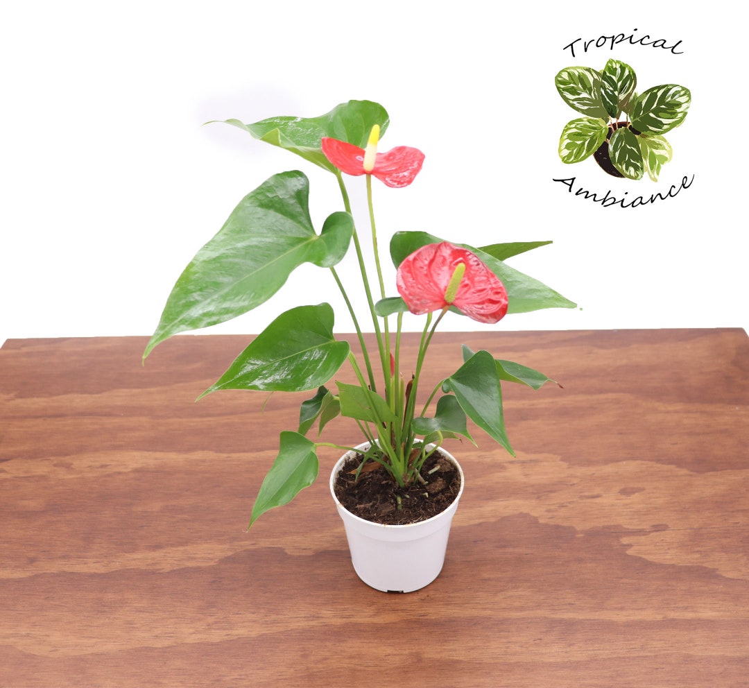 Red Anthurium - 4" From Tropical Ambiance - Etsy