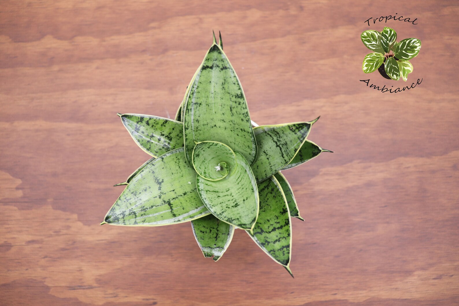 Sansevieria Starlight - 4'' From Tropical Ambiance - Etsy