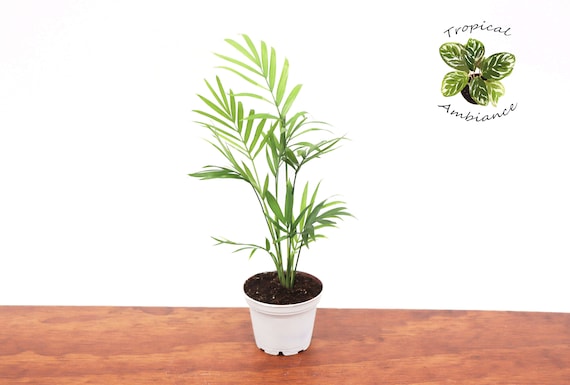 Neanthe Bella Palm 2.5 From Tropical Ambiance | Etsy