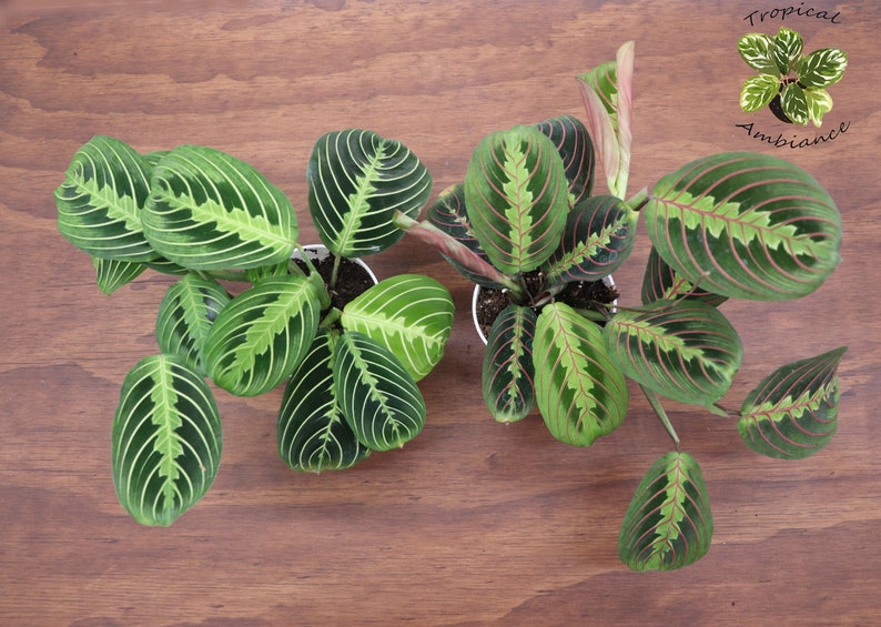 Maranta Combo 4 From Tropical Ambiance - Etsy