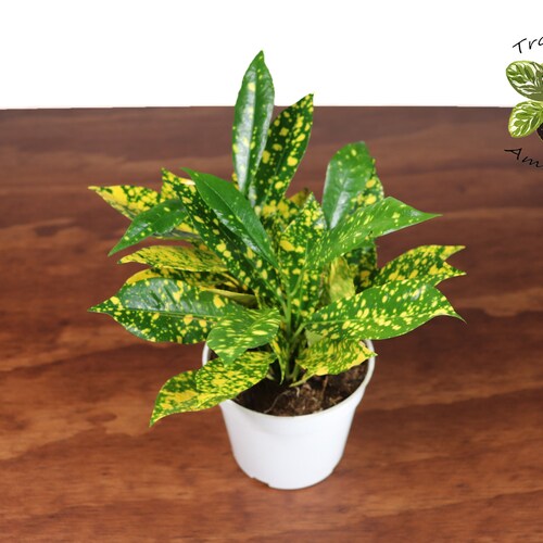 Sansevieria Gold Flame 4'' From Tropical Ambiance - Etsy