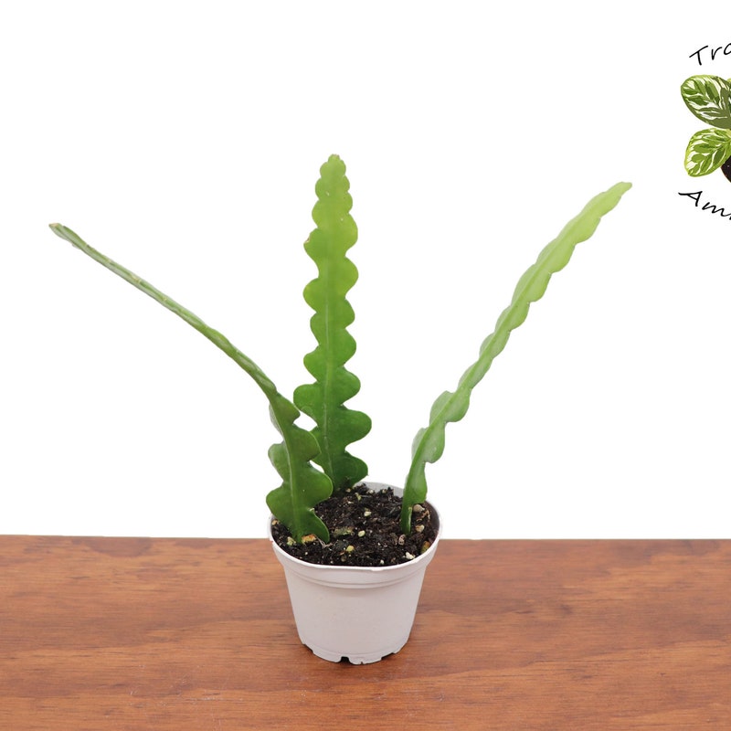 Ric Rac Cactus - Etsy