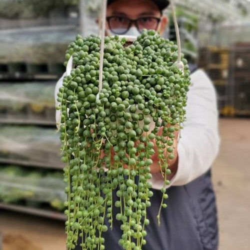 Wall Mount Diamond Planter With Saucer Geometric Wall | Etsy