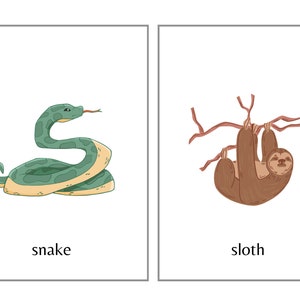Zoo Animal Large Flashcards - Set 2 - Etsy