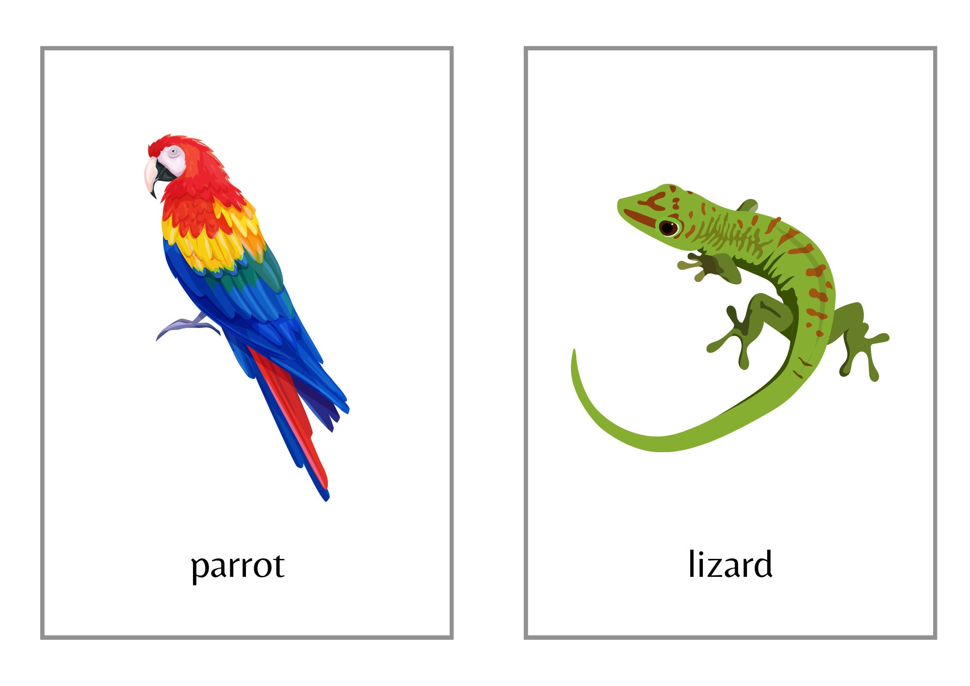 Zoo Animal Large Flashcards - Set 2 - Etsy