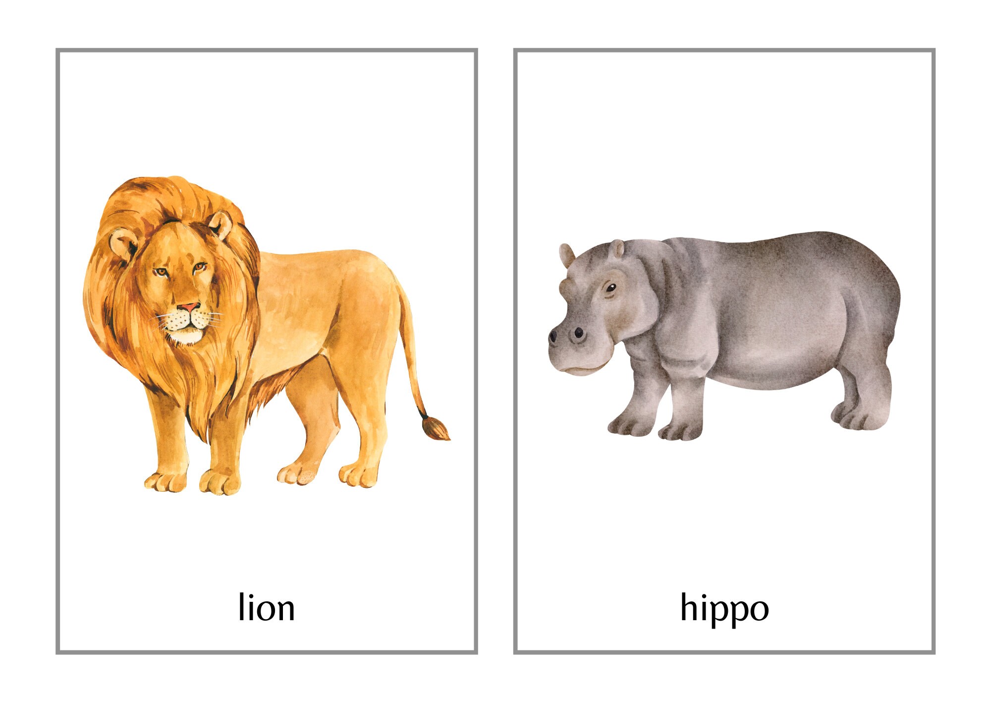 Zoo Animals Large Flashcards - Set 1 - Etsy