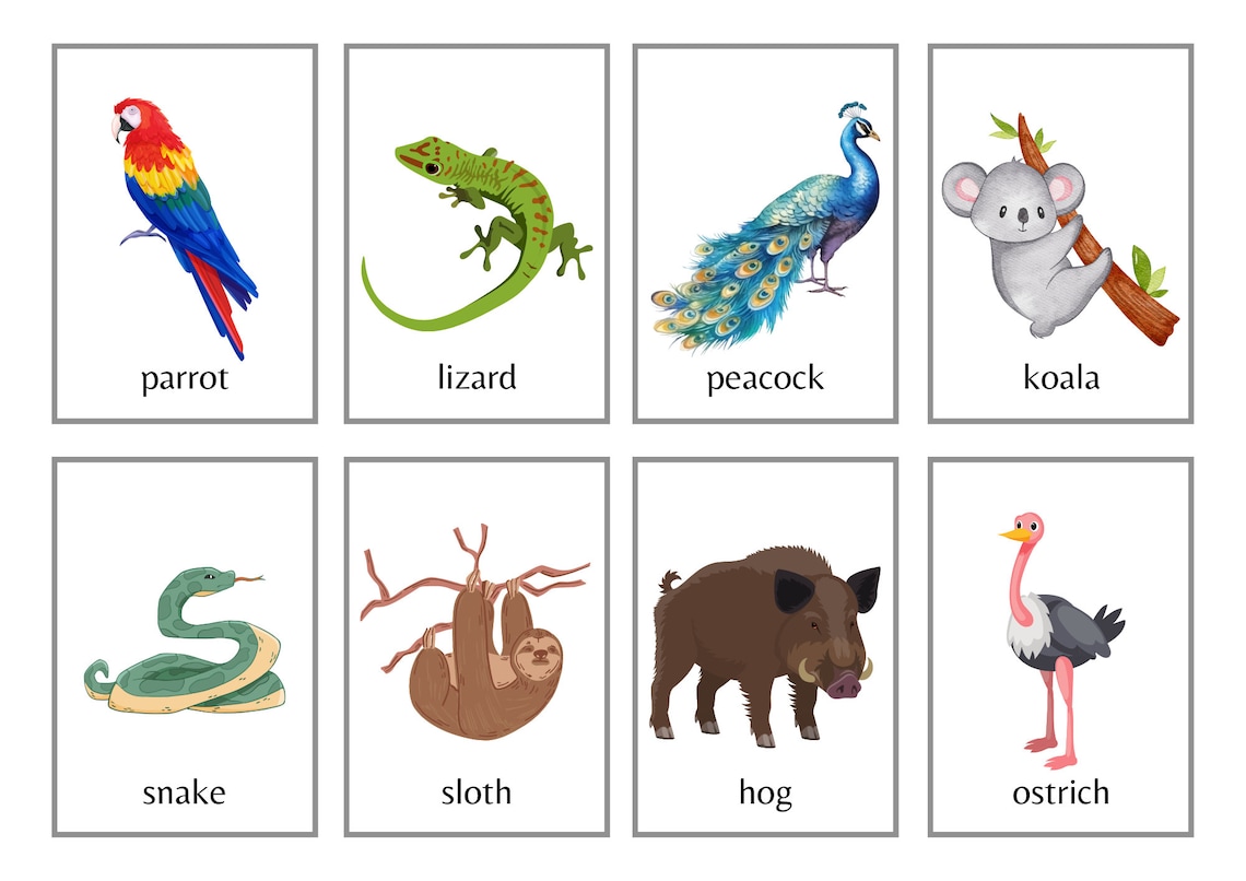 Zoo Animal Flashcards (24) - Animal Flashcards - Zoo Flashcards ...
