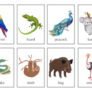 Zoo Animal Flashcards (24) - Animal Flashcards - Zoo Flashcards ...