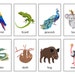 Zoo Animal Flashcards (24) - Animal Flashcards - Zoo Flashcards ...