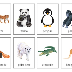 Zoo Animal Flashcards (24) - Animal Flashcards - Zoo Flashcards ...