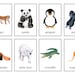 Zoo Animal Flashcards (24) - Animal Flashcards - Zoo Flashcards ...