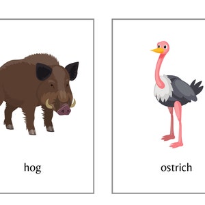 Zoo Animal Large Flashcards - Set 2 - Etsy