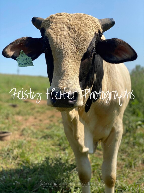 Billy Goat Rodeo Bull Color - Etsy