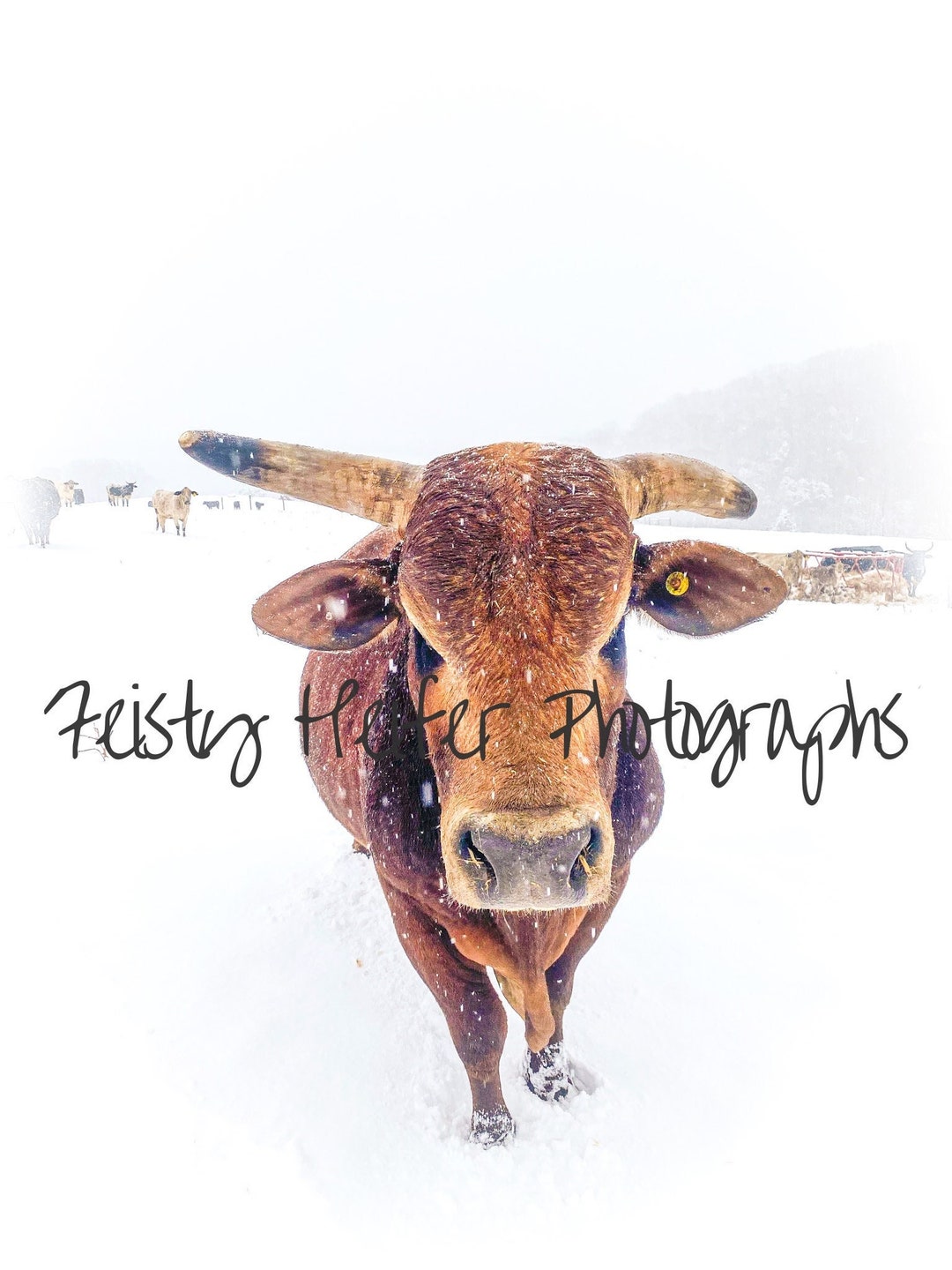 True Grit Rodeo Bull 34 - Etsy