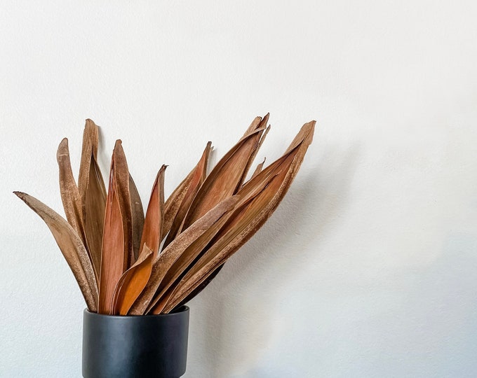 Seed Pods Palm Tree Pods - Etsy