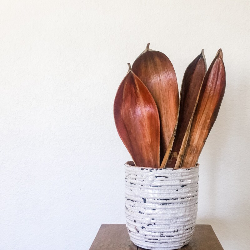 Dried Seed Pods - Etsy