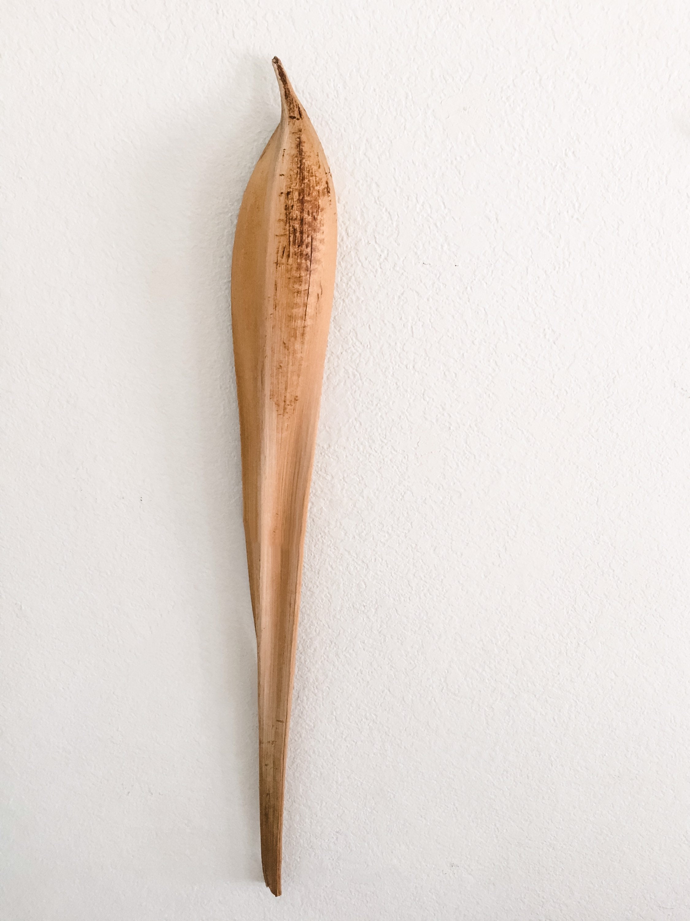 Large Seed Pod Dry Pod Palm Tree Seed Pod - Etsy