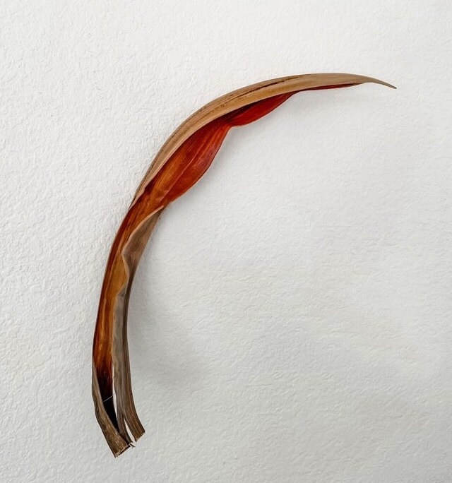 Small Seed Pod Dry Pod Palm Tree Pod - Etsy