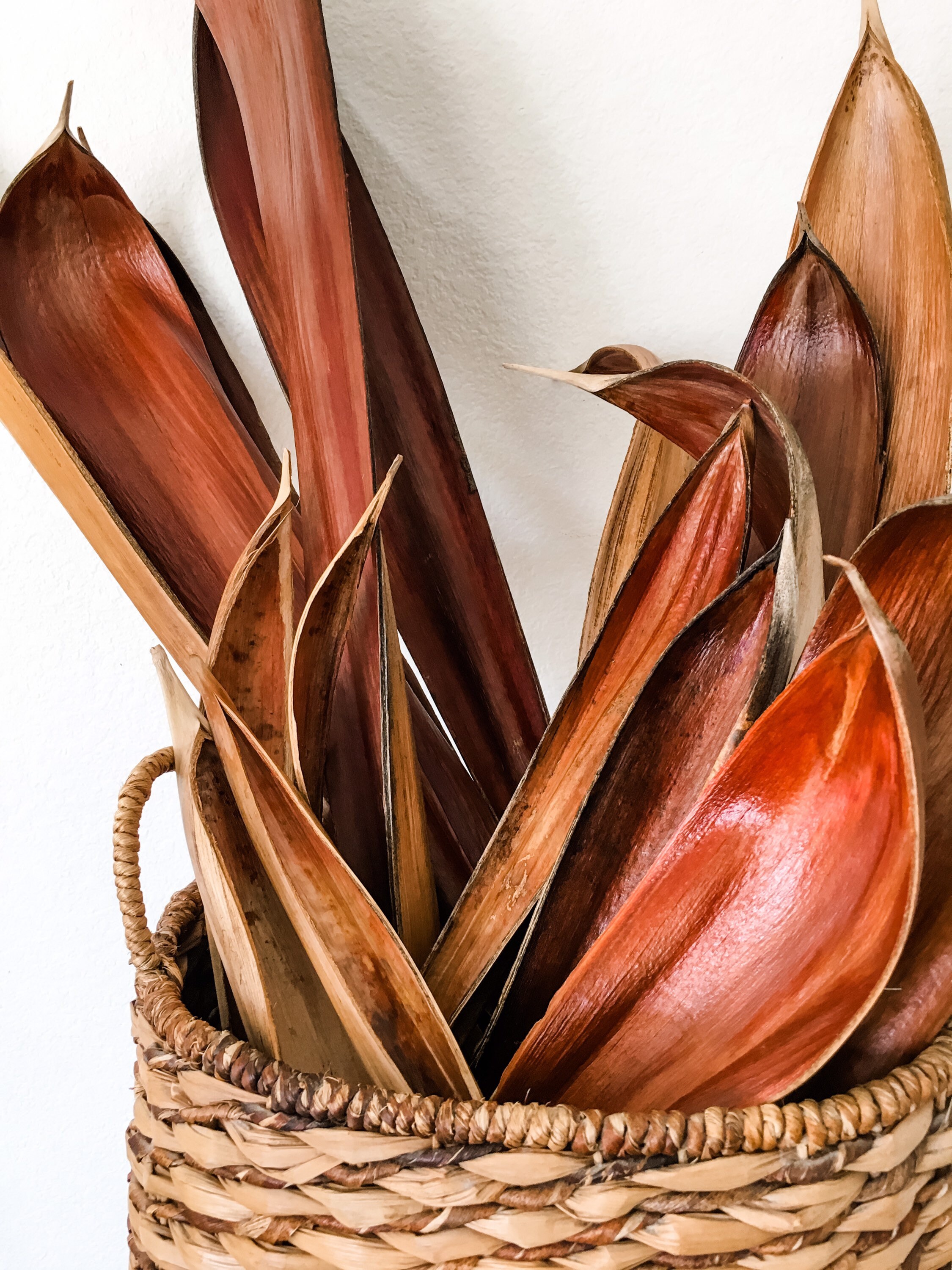 Small Seed Pod Dry Pod Palm Tree Pod - Etsy