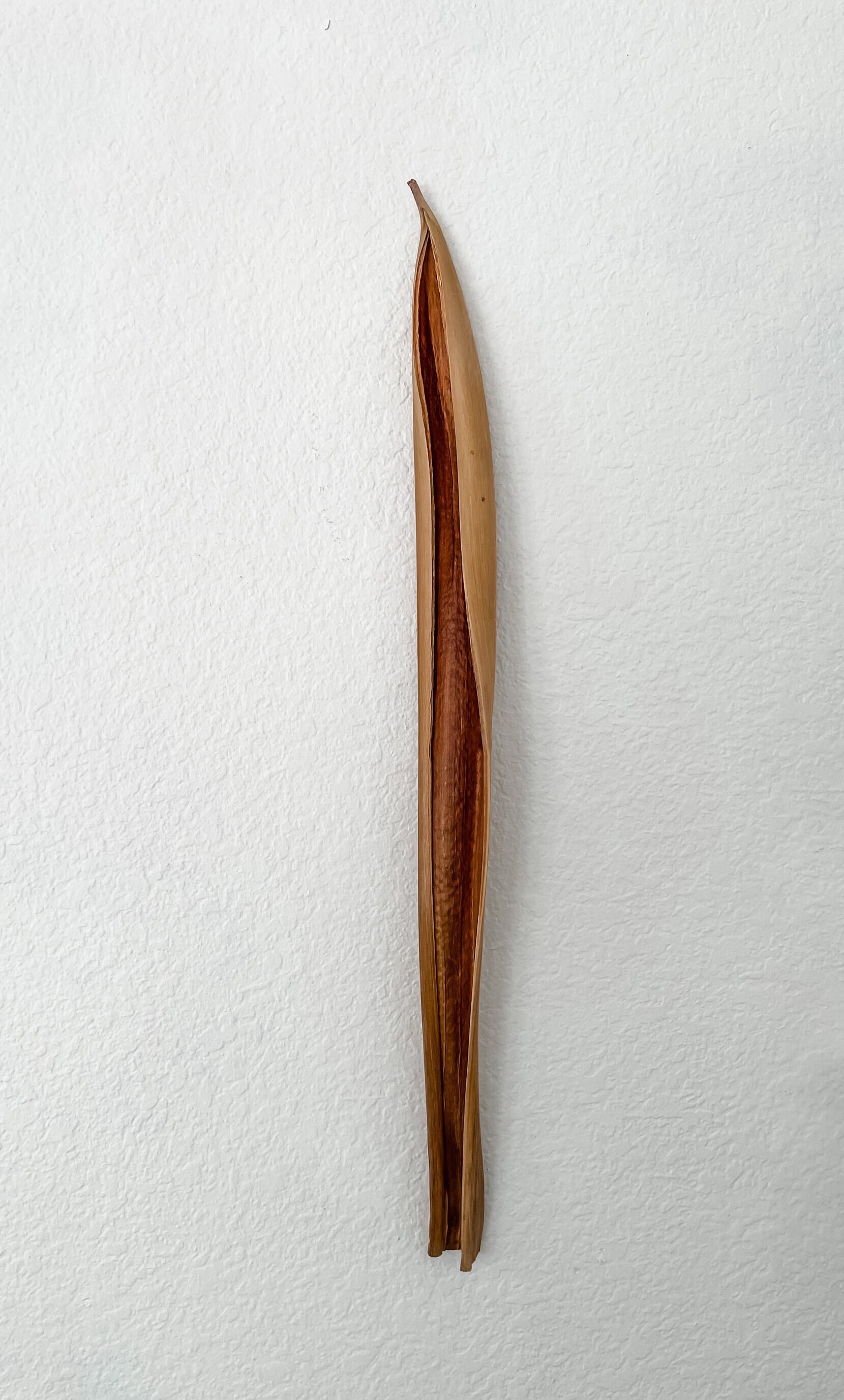 Small Seed Pod Dry Pod Palm Tree Pod - Etsy