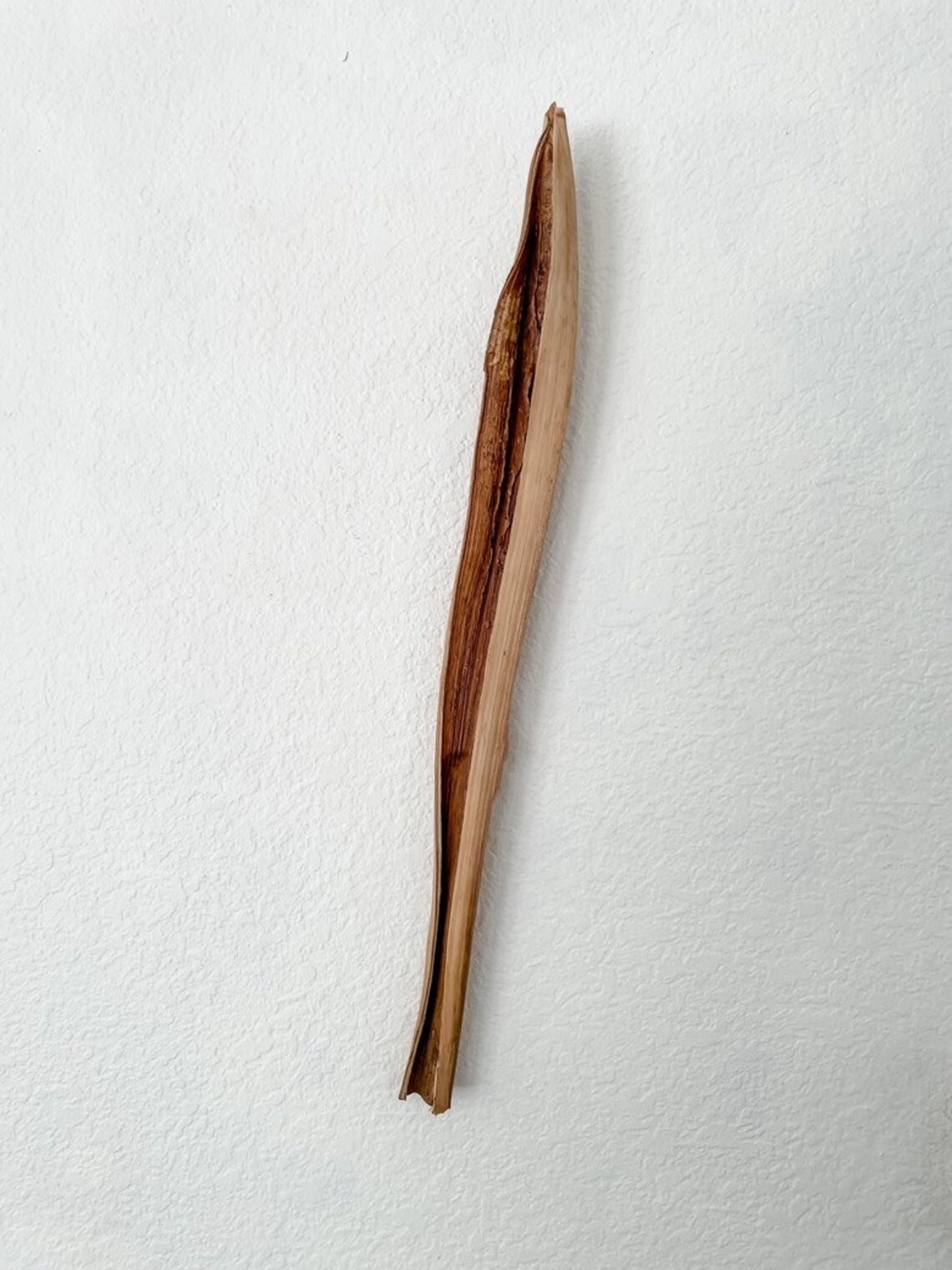 Small Seed Pod Dry Pod Palm Tree Pod - Etsy