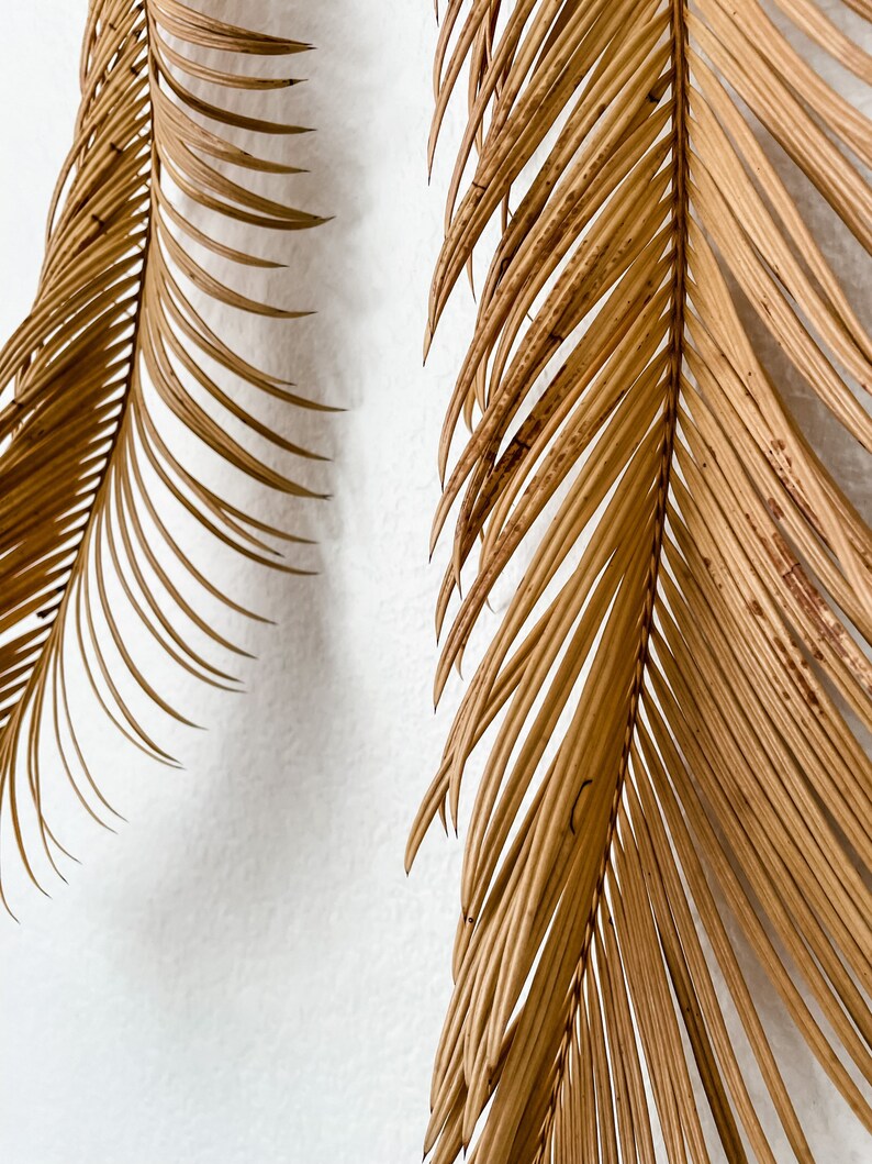 Sago Palm Frond Dry Palm Leaves Palm Springs Palm - Etsy
