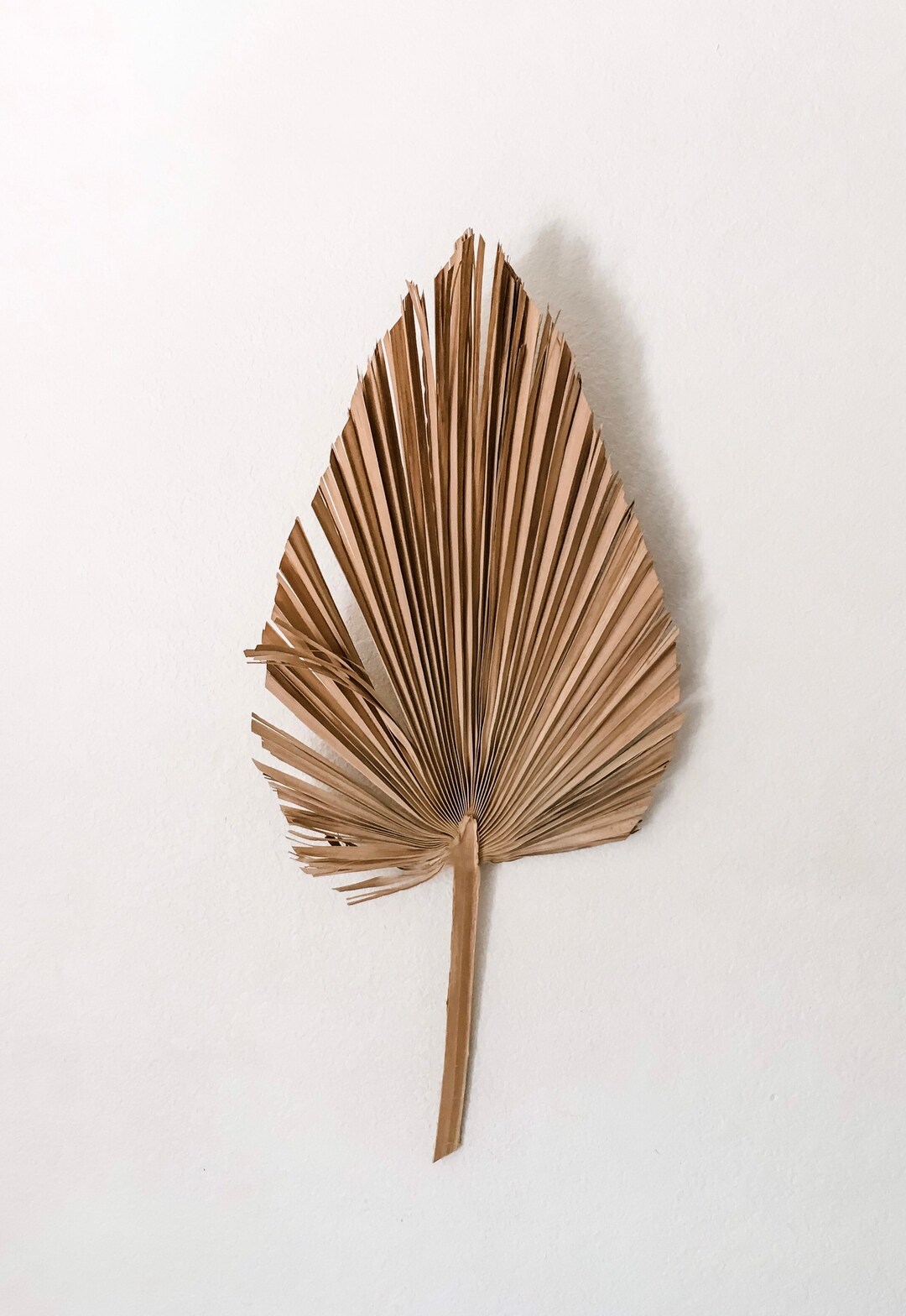Fronde de palmier taillée moyenne Fronde de palmier sèche Fronde de ...