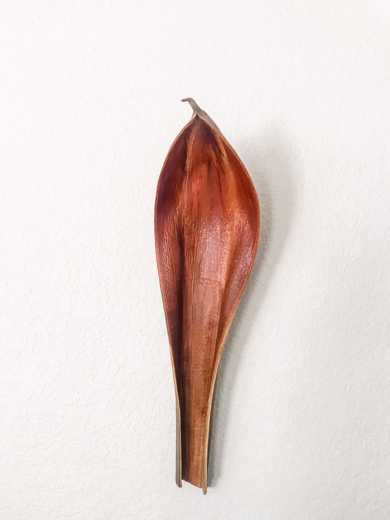 Small Seed Pod Dry Pod Palm Tree Pod - Etsy