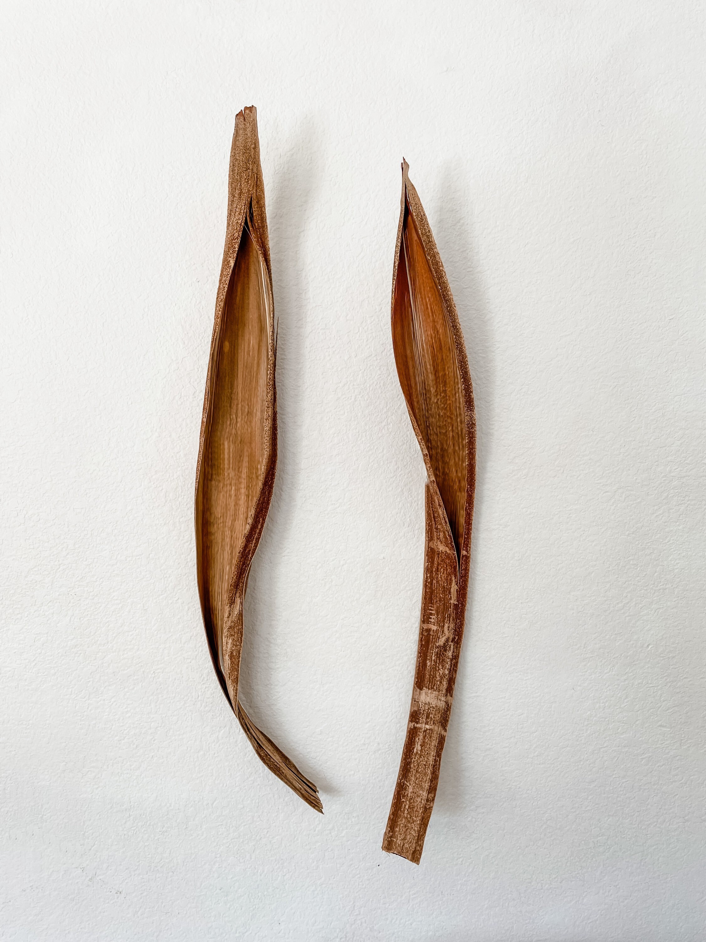 Seed Pods Palm Tree Pods - Etsy