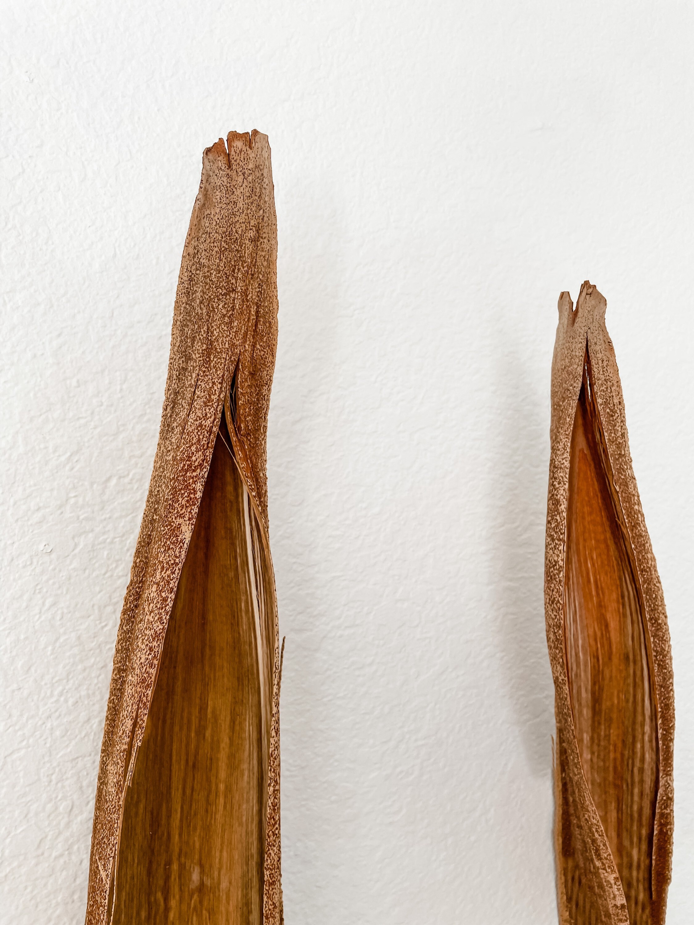 Seed Pods Palm Tree Pods - Etsy