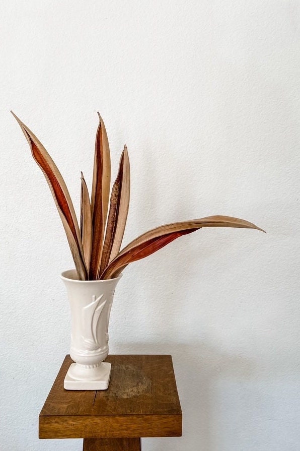 Small Seed Pod Dry Pod Palm Tree Pod - Etsy