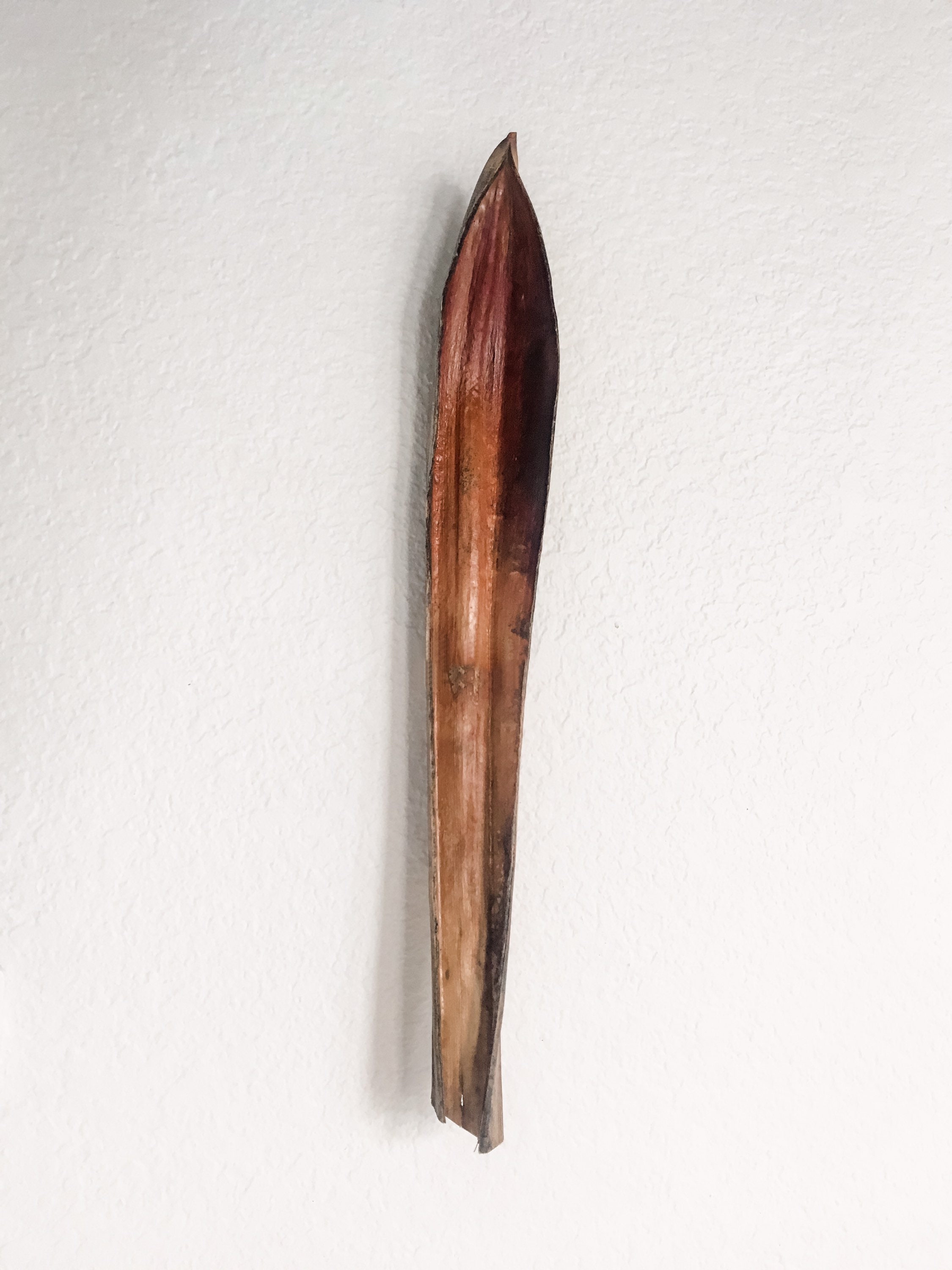 Small Seed Pod Dry Pod Palm Tree Pod - Etsy