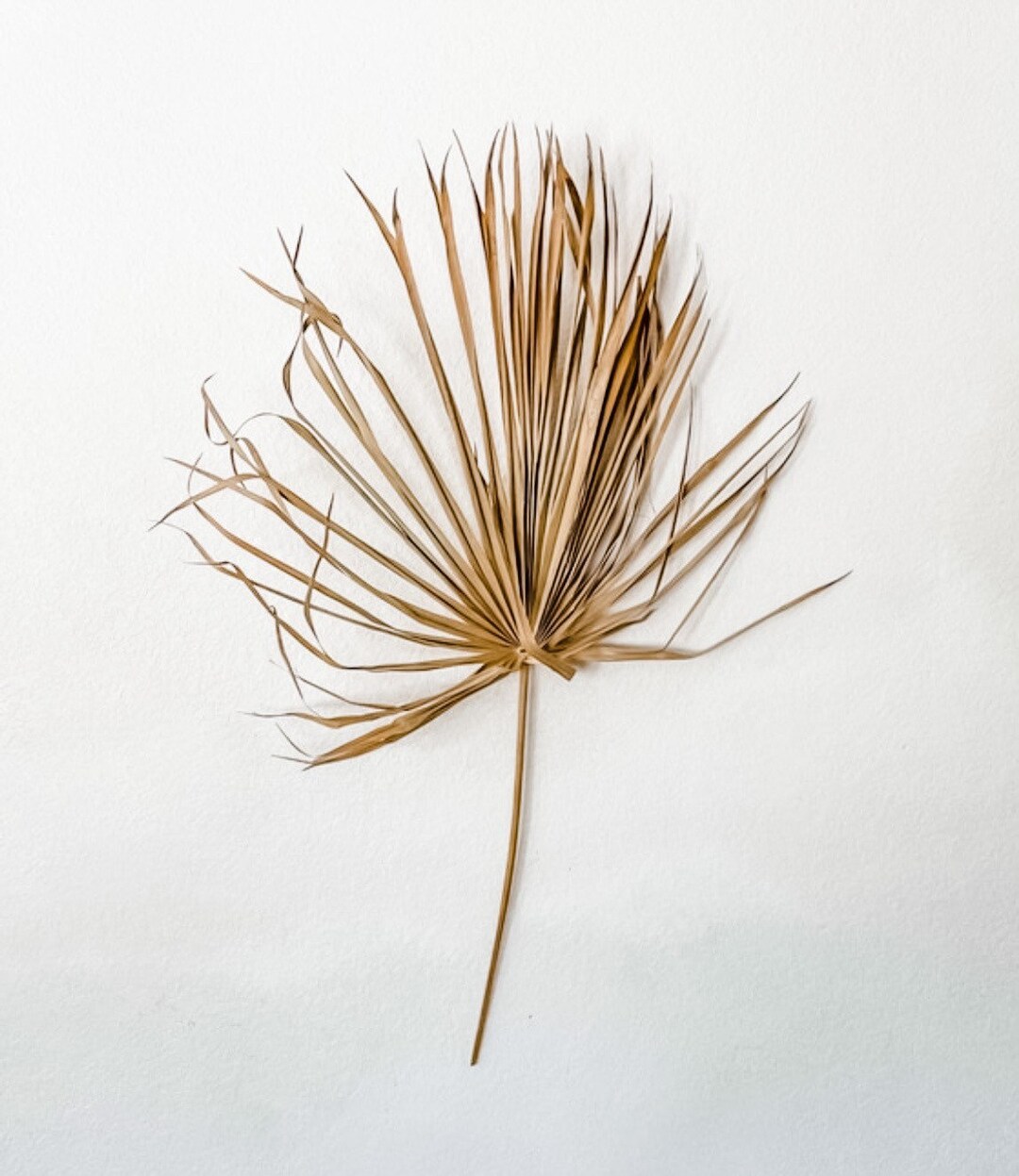 Extra Small Wild Palm Fronds Dry Palm Frond Palm Springs Palm Frond - Etsy