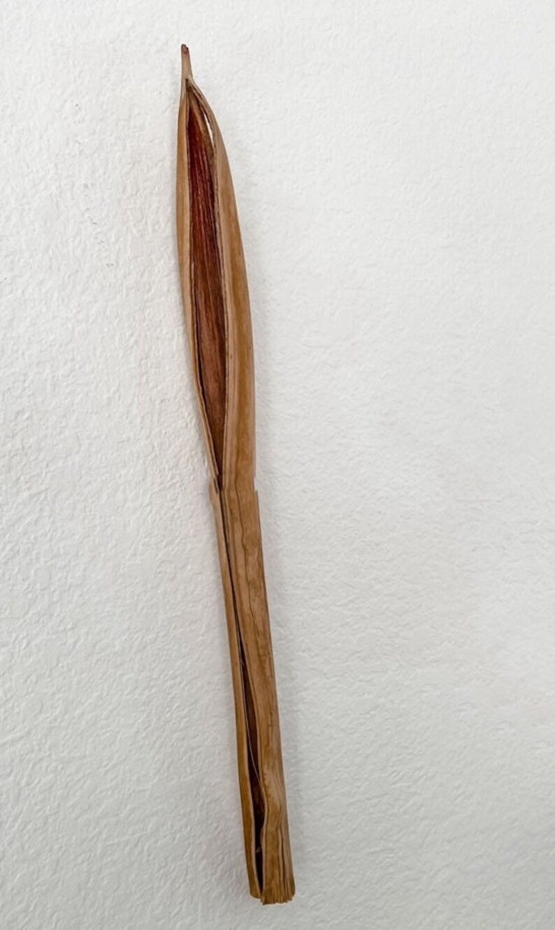 Small Seed Pod Dry Pod Palm Tree Pod - Etsy