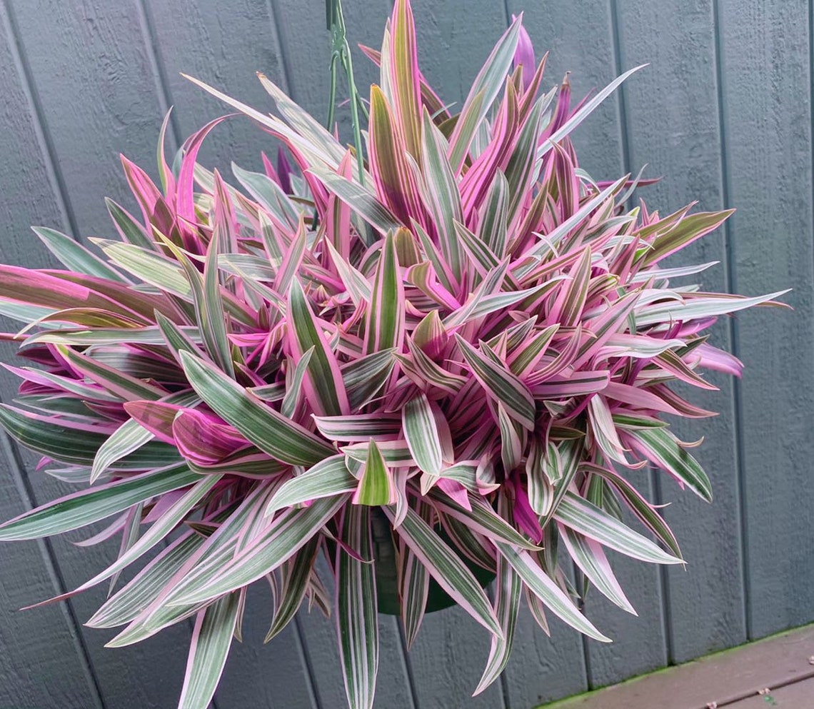 Tradescantia spathacea ROOTED start plantRhoeo TricolorMoses | Etsy