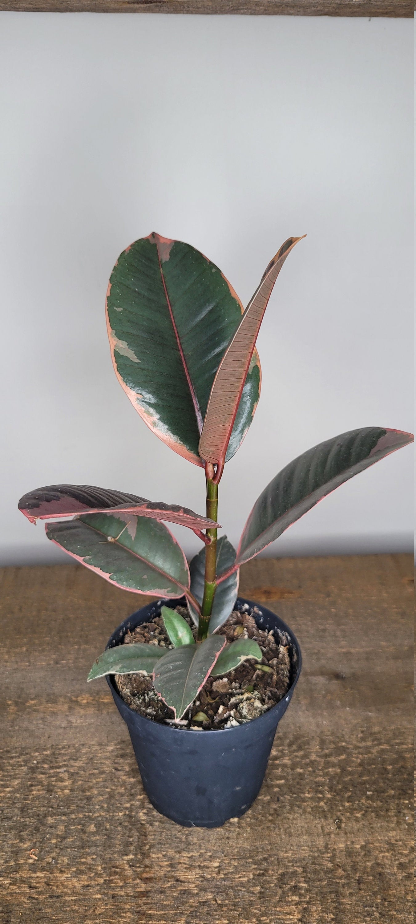 4 Ficus RubyFicus Tineke Ficus Elastica Pink - Etsy España