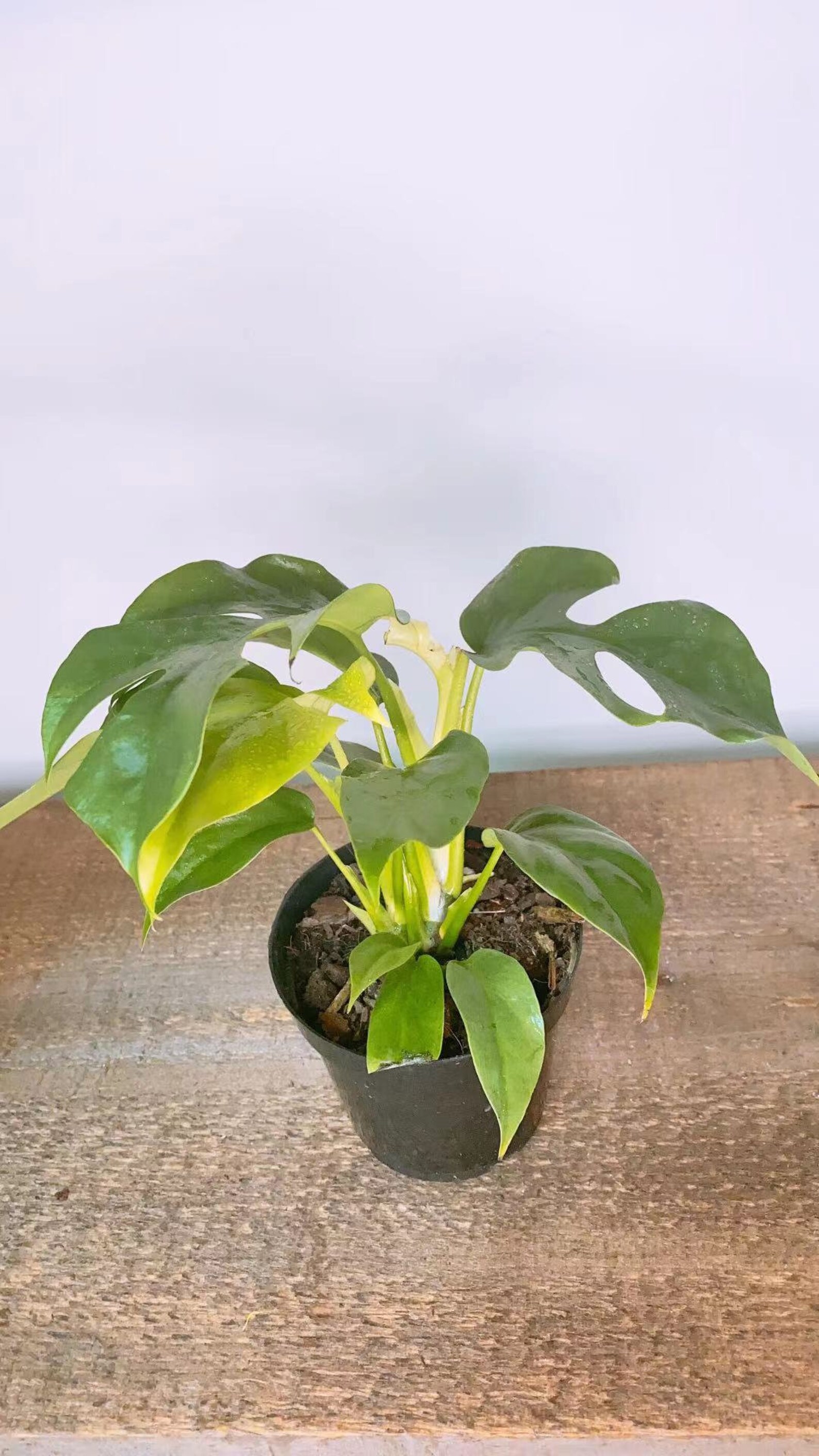 Mini Monstera Plant Cuttings OR 4 POTRhaphidophora | Etsy