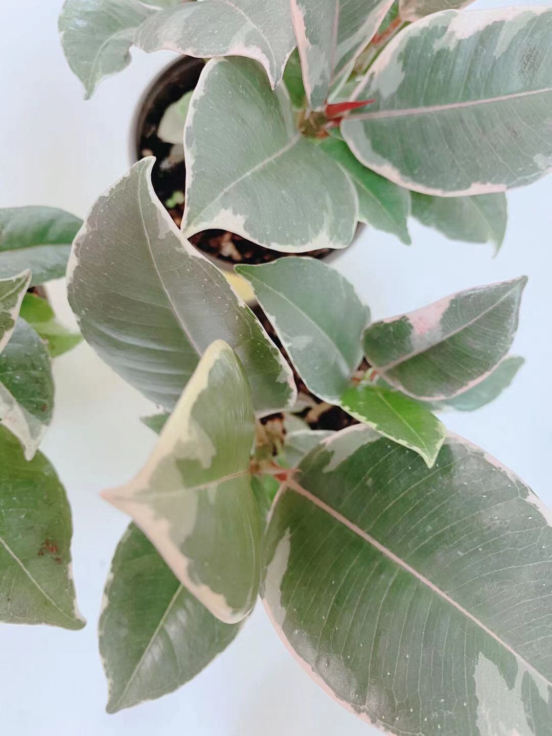 4 Ficus RubyFicus Tineke Ficus Elastica Pink - Etsy España