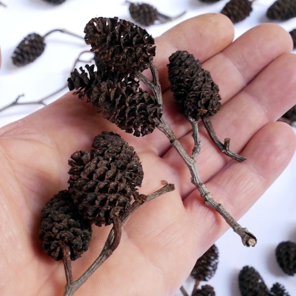 Alder Cone - Etsy
