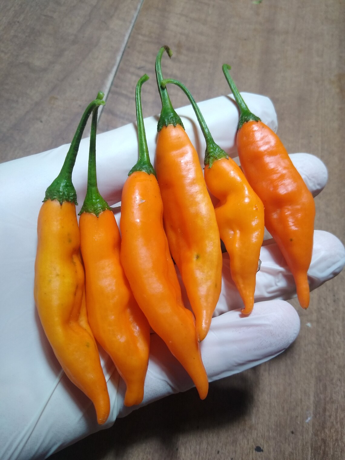 Aji Mango Pepper Seeds - Non GMO & Organic-grown - 10+ Seed Count ...