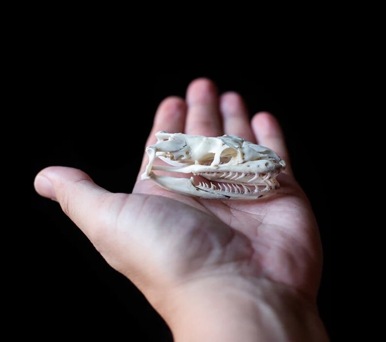 Snake Burmese Python Skull Mummified Wet Specimen Skeleton Dried Preserved Oddities Mystery Box ...