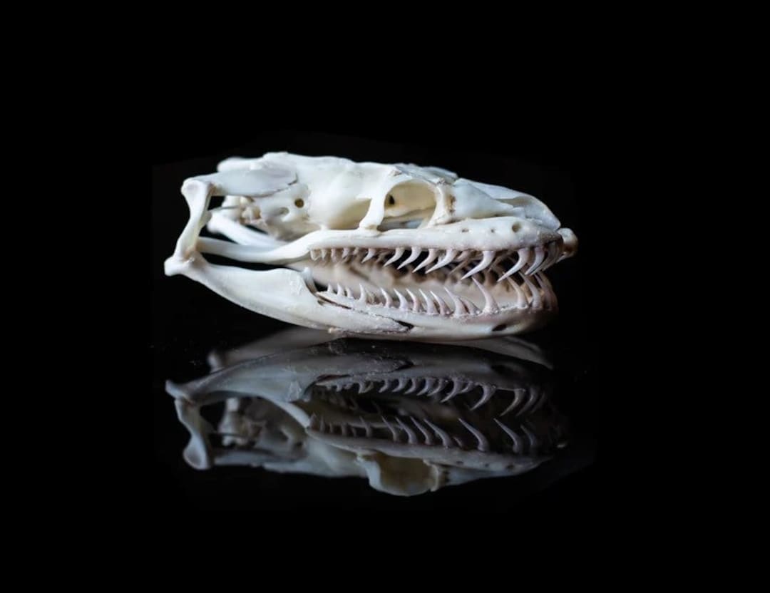 Snake Burmese Python Skull Mummified Wet Specimen Skeleton Dried ...