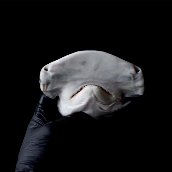 Bonnethead Shark Teeth