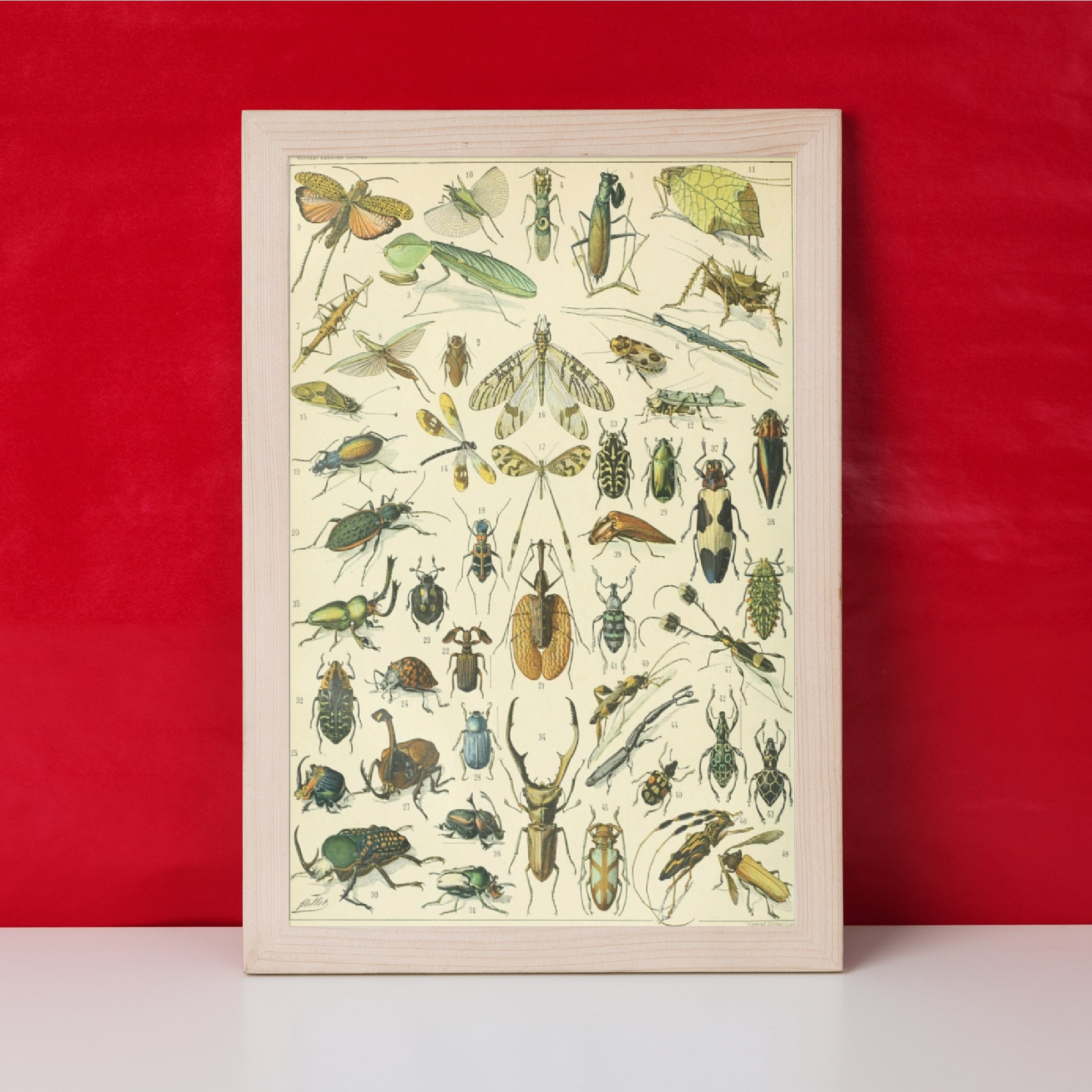 French Insect Chart Educational Poster Adolphe Millot Print | Etsy