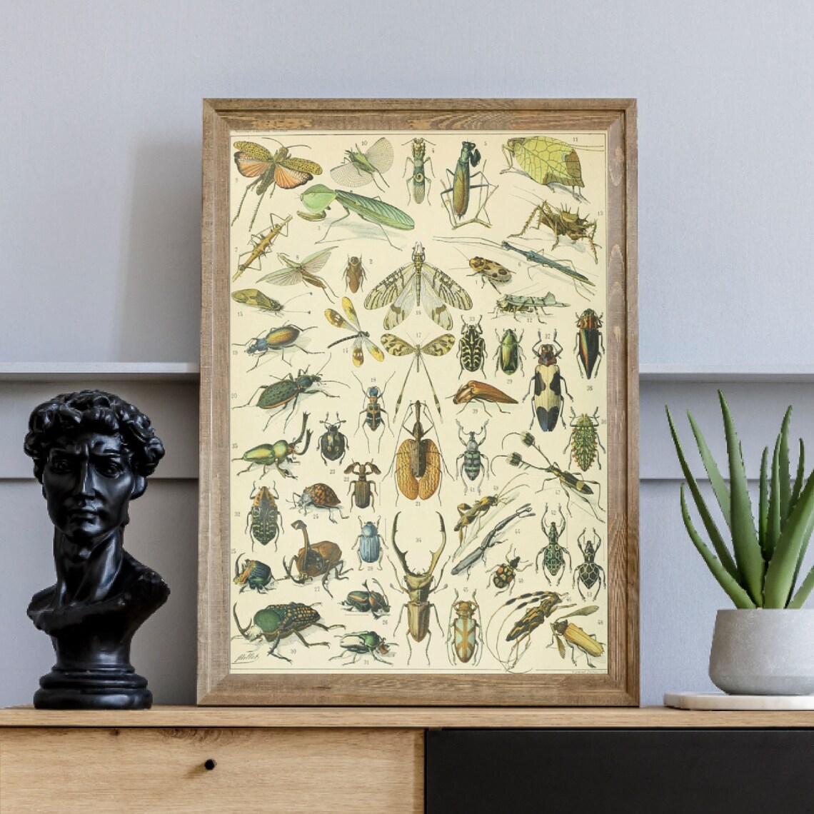 French Insect Chart Educational Poster Adolphe Millot Print | Etsy